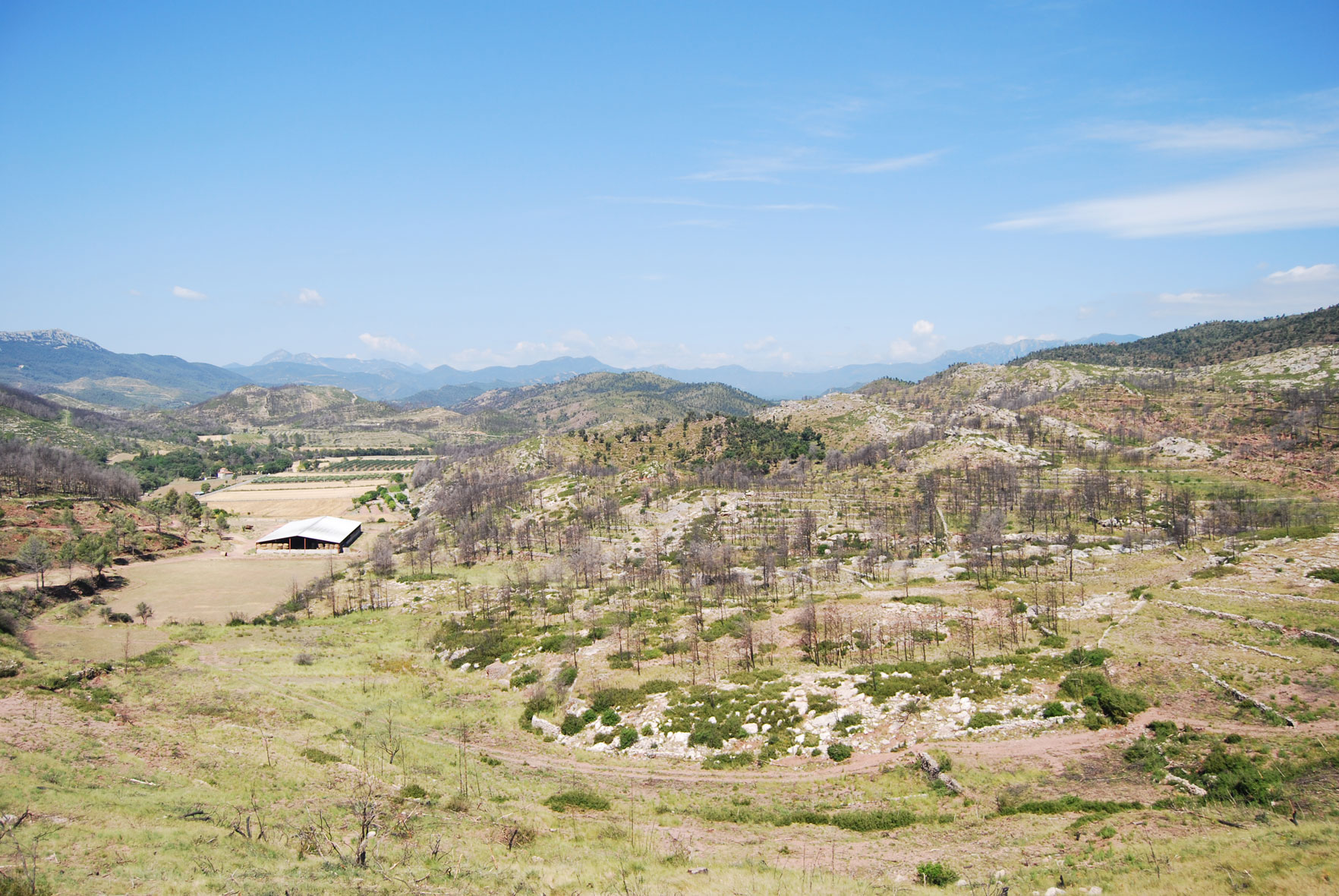 Continuem per la pista, planejant, entre suros i alzines, que rebroten ...