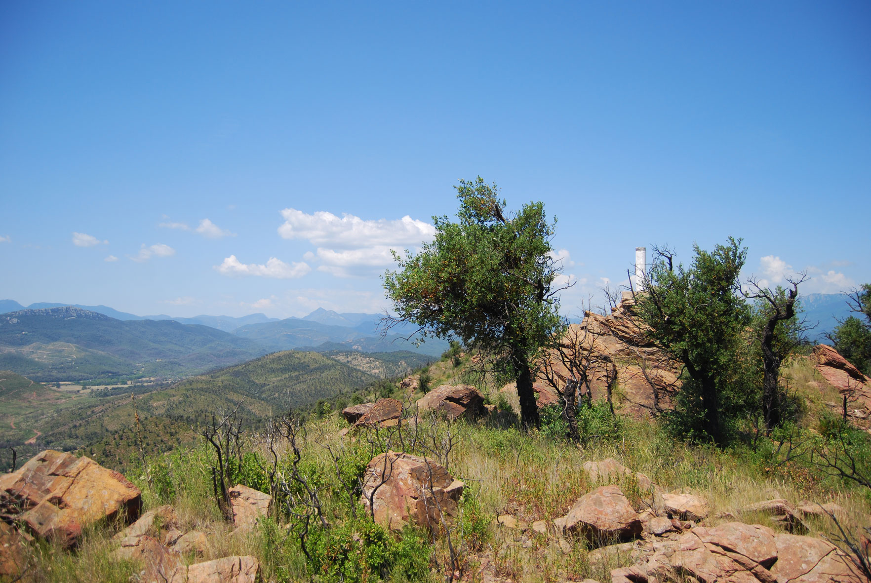 Continuem per la pista, planejant, entre suros i alzines, que rebroten ...