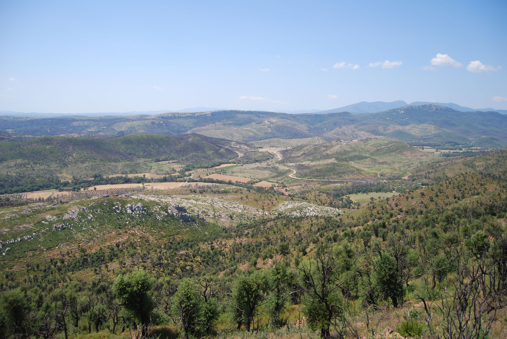 Continuem per la pista, planejant, entre suros i alzines, que rebroten ...